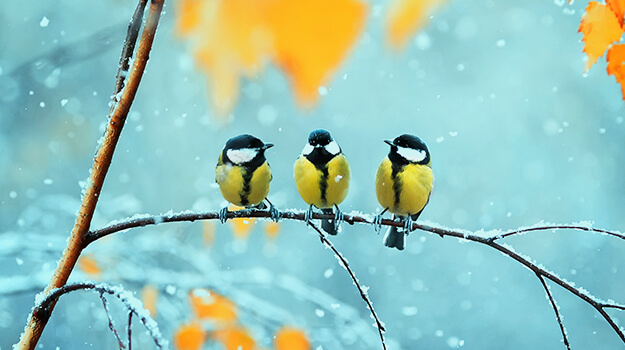 Comment attirer les oiseaux dans son jardin l'hiver?