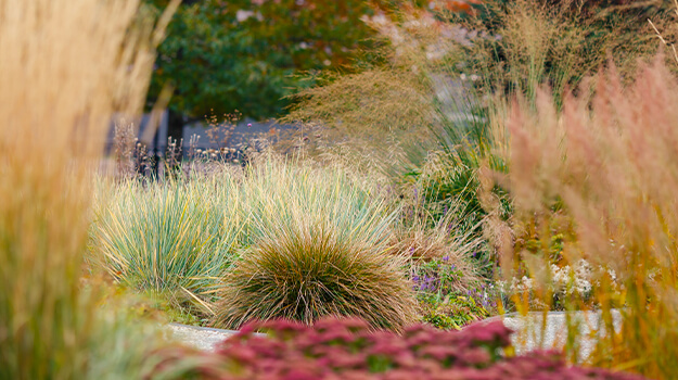 How to care for ornamental grasses?