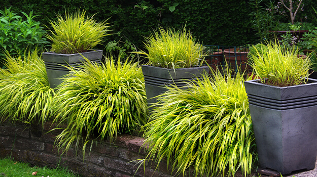 How to care for ornamental grasses?
