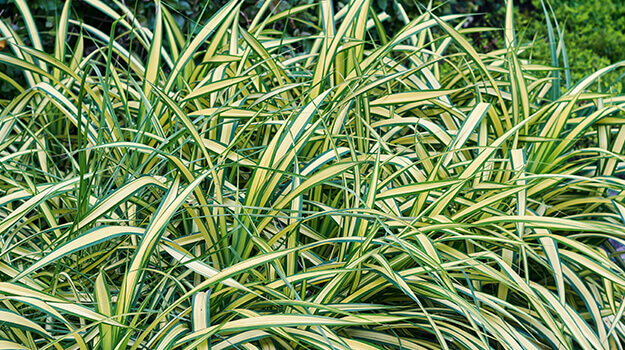 What is the most beautiful ornamental grass?