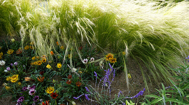 What is the most beautiful ornamental grass?