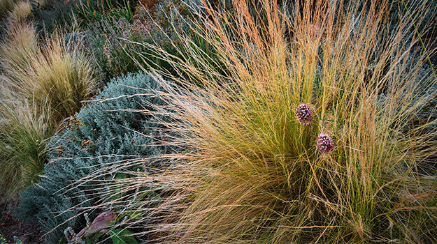 Low-maintenance ornamental grasses for sun or shade