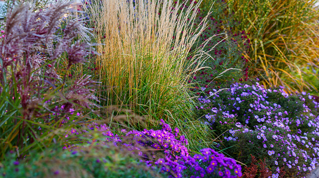 What ornamental grasses to plant? (or how to identify invasive species)