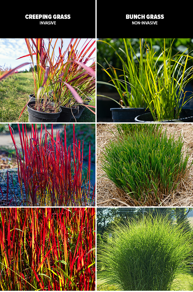What ornamental grasses to plant? (or how to identify invasive species)